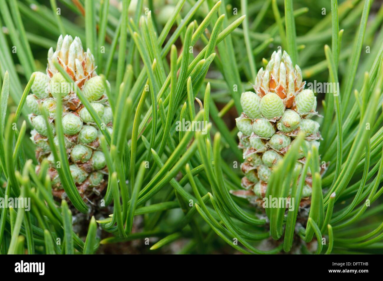 Pinus uncinata cones hi-res stock photography and images - Alamy
