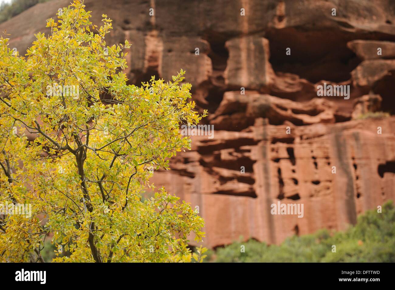 Planta fagaceae hi-res stock photography and images - Alamy