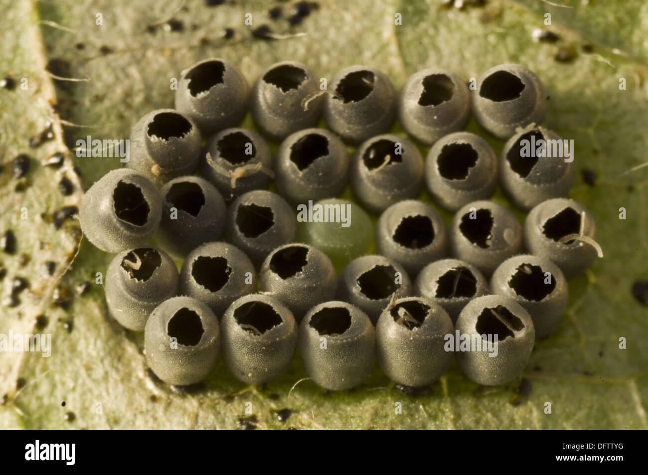 Insect Eggs High Resolution Stock Photography And Images