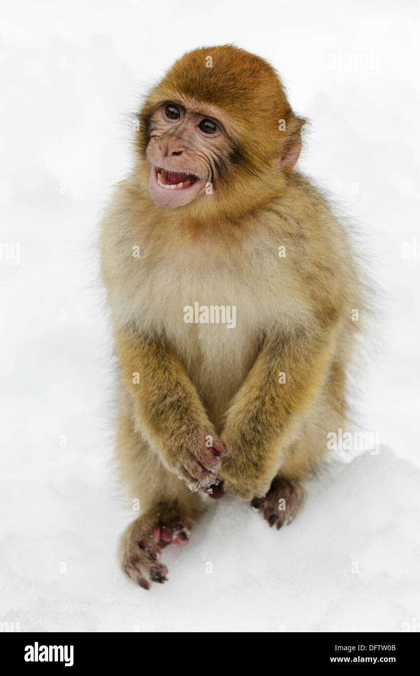 Monkey Crying High Resolution Stock Photography and Images - Alamy