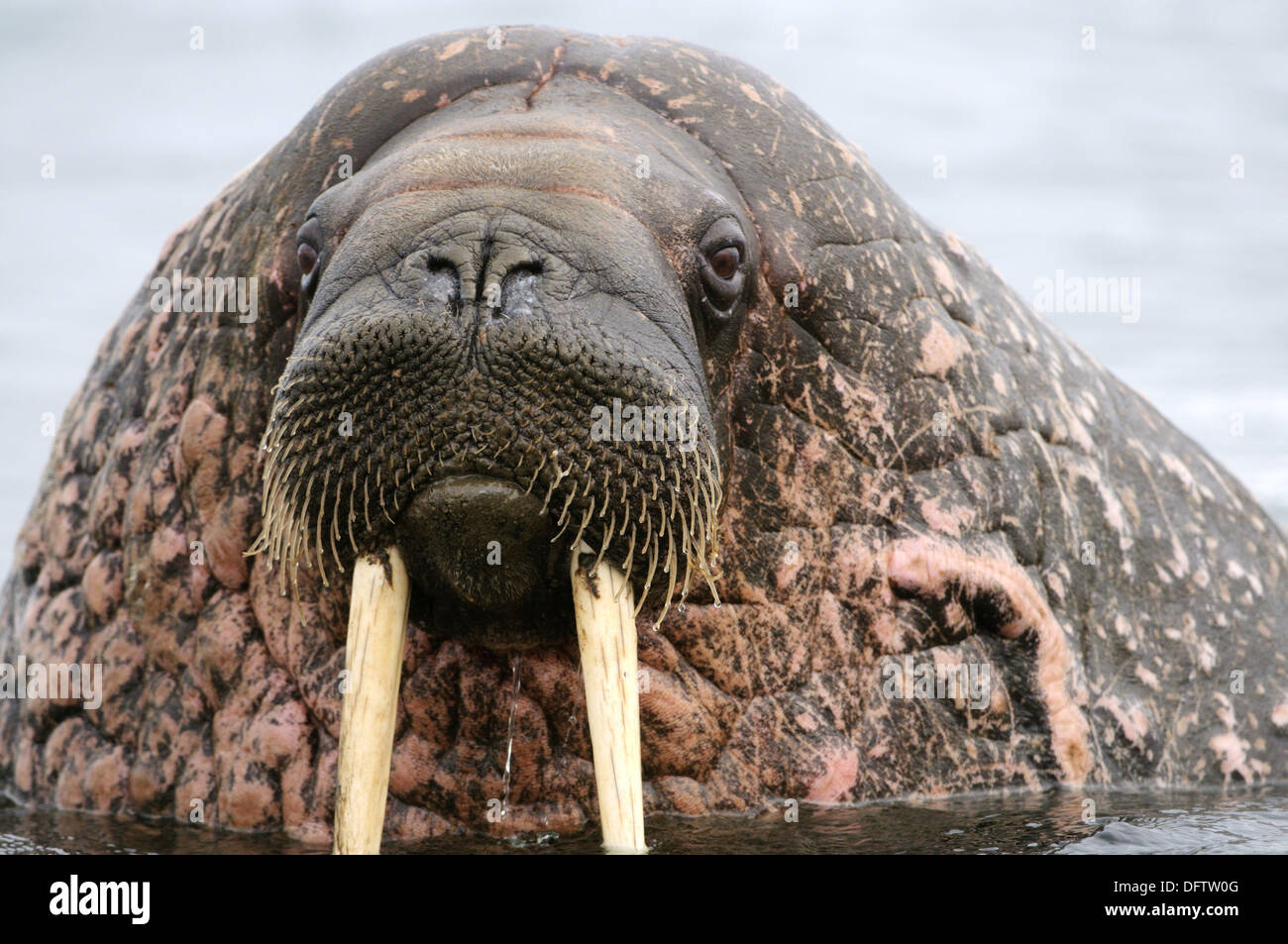 Odobenus rosmarus anatomy hi-res stock photography and images - Alamy