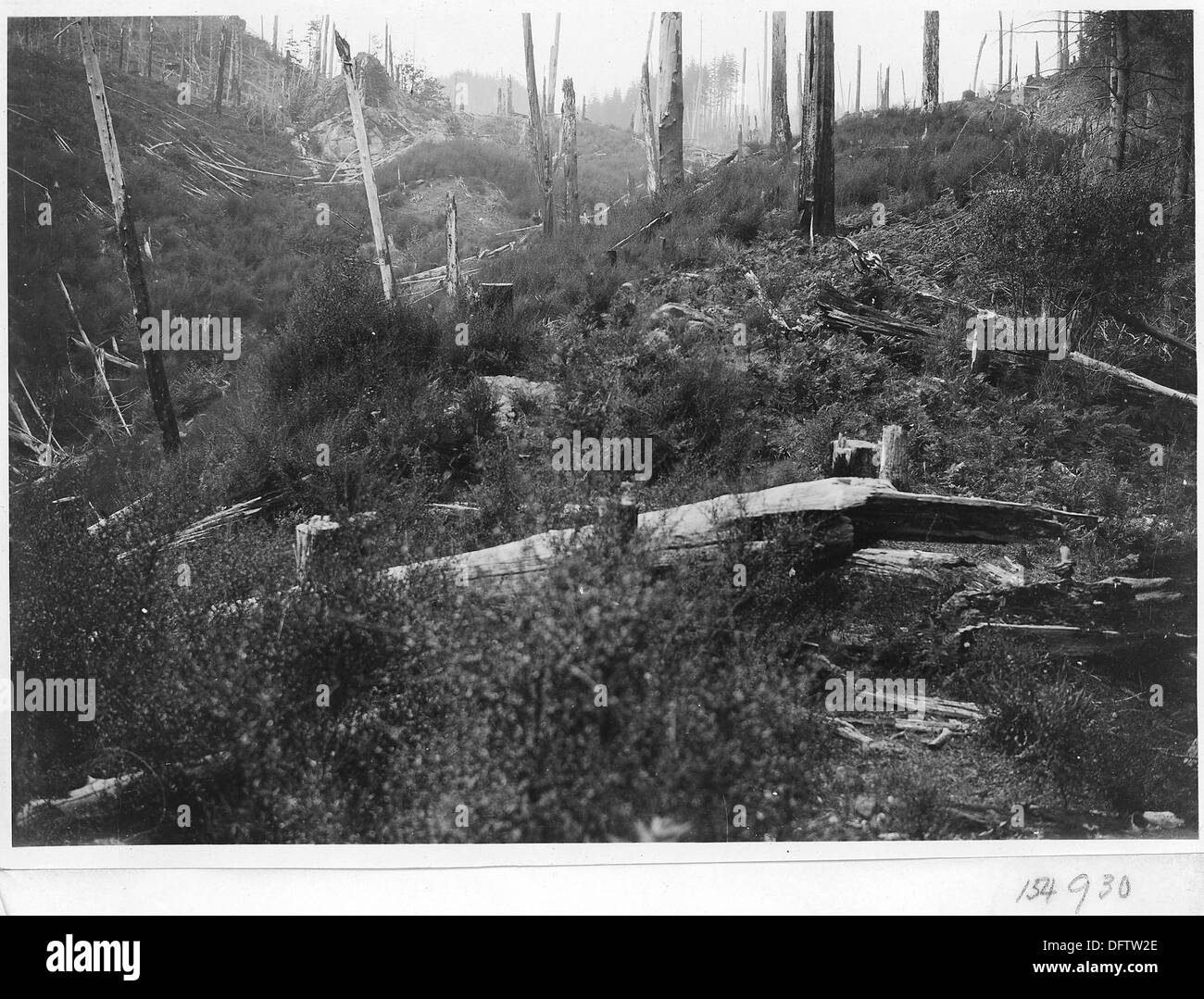 Oregon forest logging industry renewal hi-res stock photography and ...