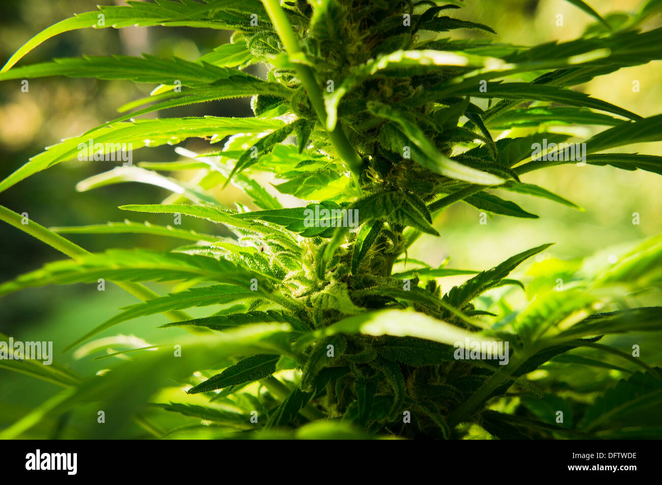 Cannabis sativa, indica, marihuana, hemp, ganja, plant Stock Photo - Alamy