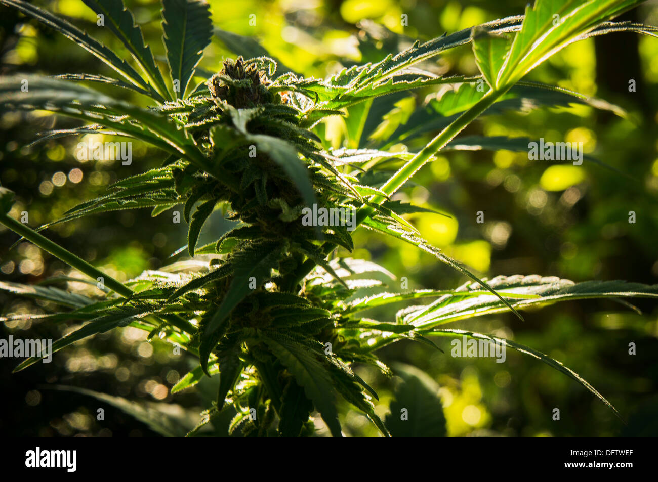Cannabis sativa, indica, marihuana, hemp, ganja, plant Stock Photo - Alamy