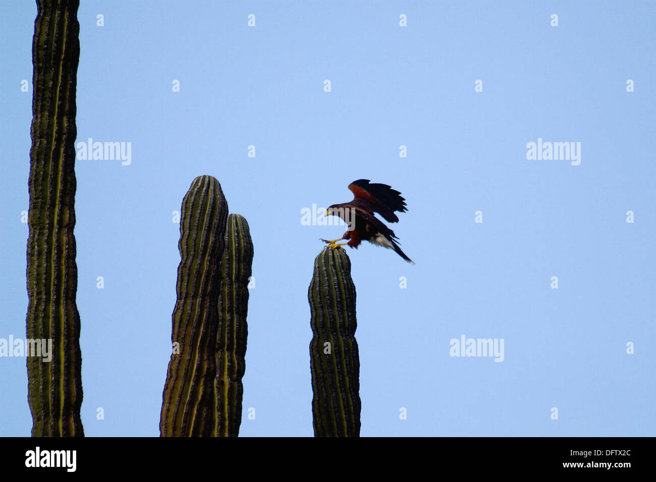 Cactus and bird at Los Cabos. Baja California Sur, Mexico Stock Photo ...