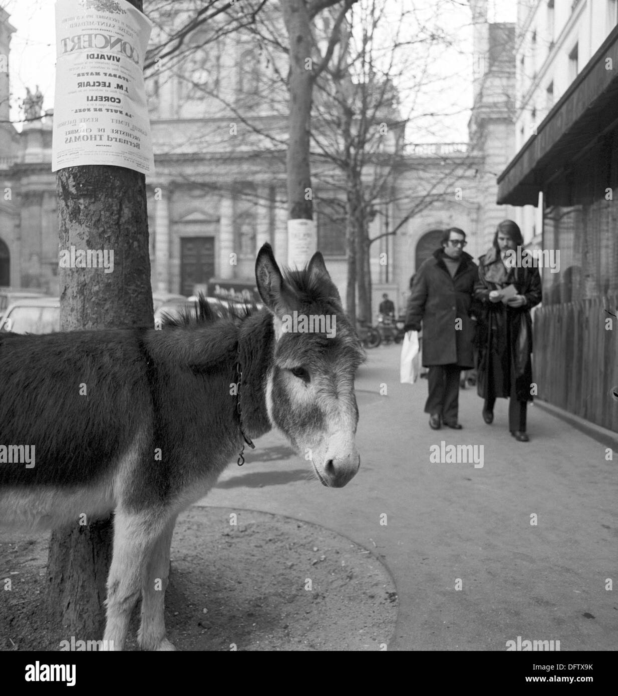 Draught animal Black and White Stock Photos & Images - Alamy