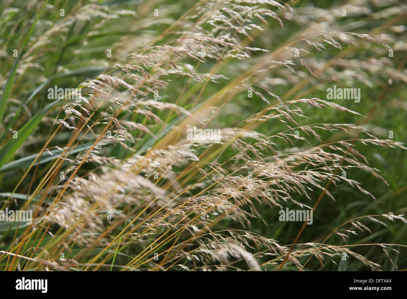 Wild wheat in a meadow Stock Photo - Alamy