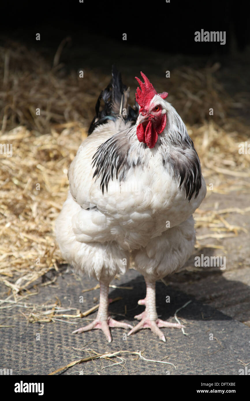Rooster in Farm Stock Photo - Alamy