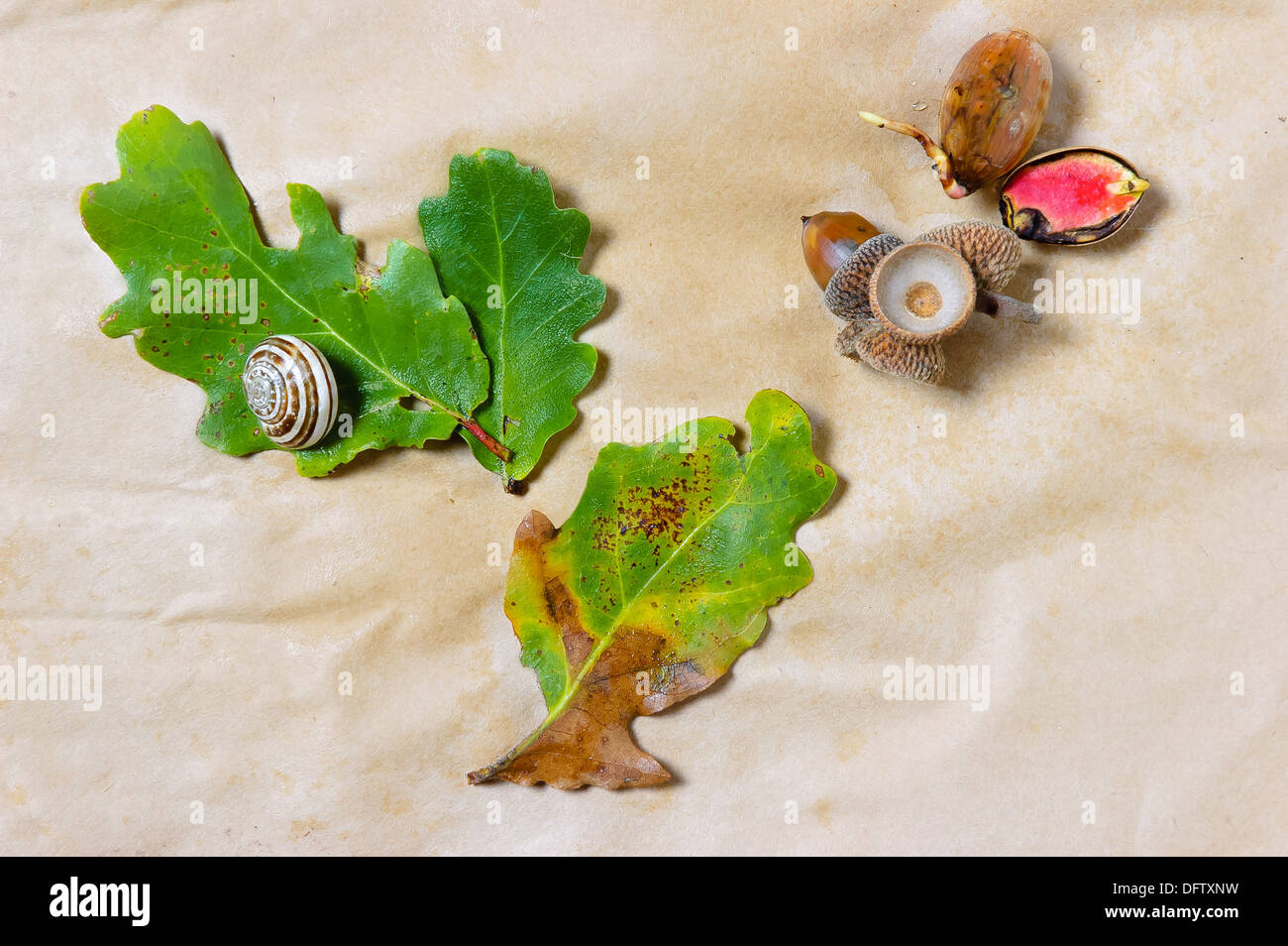 Green oak leave with red acorn an a snail shell Stock Photo - Alamy