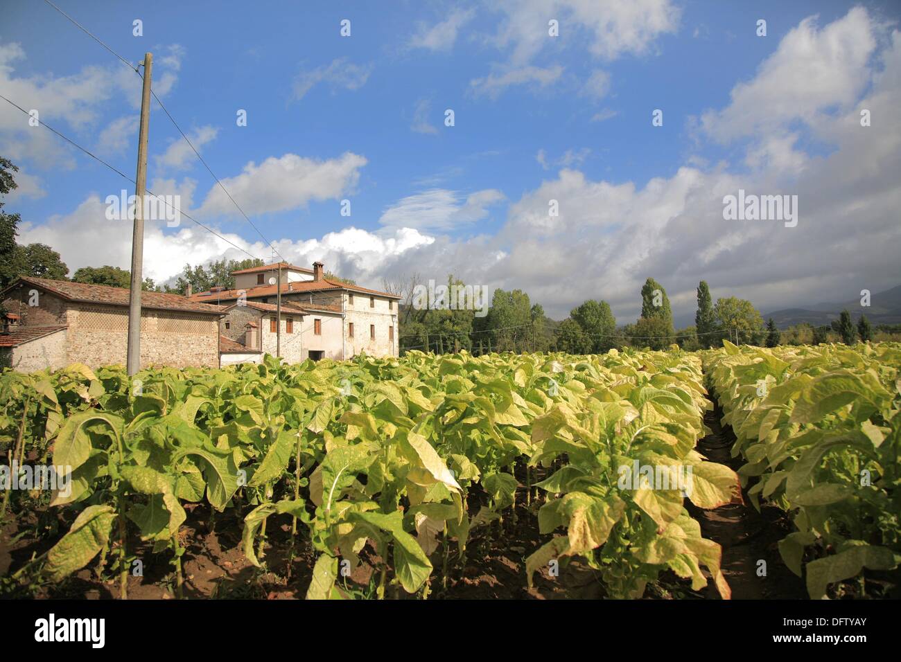 Cigarros hi-res stock photography and images - Alamy