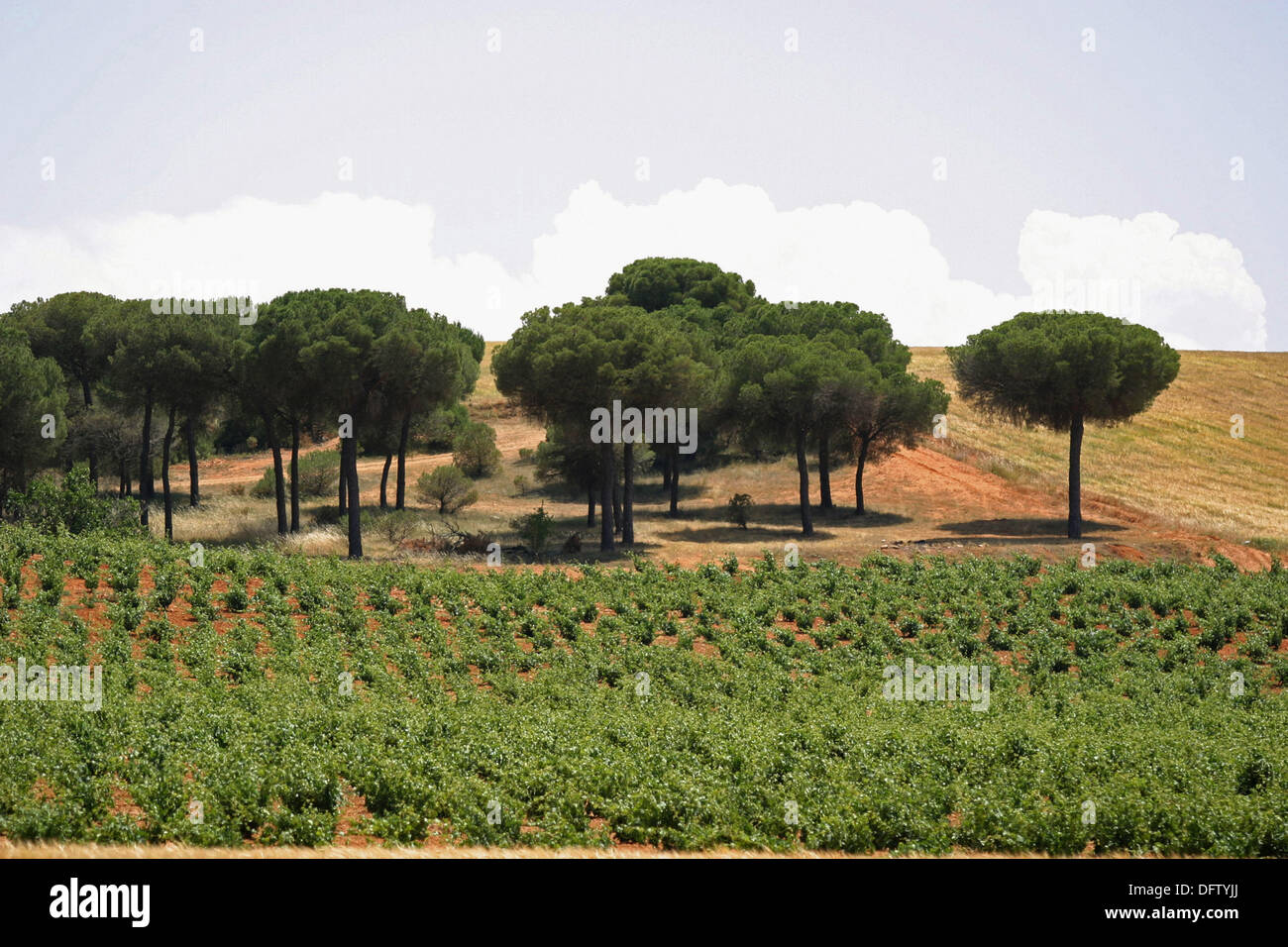 Toro spain wine hi-res stock photography and images - Alamy