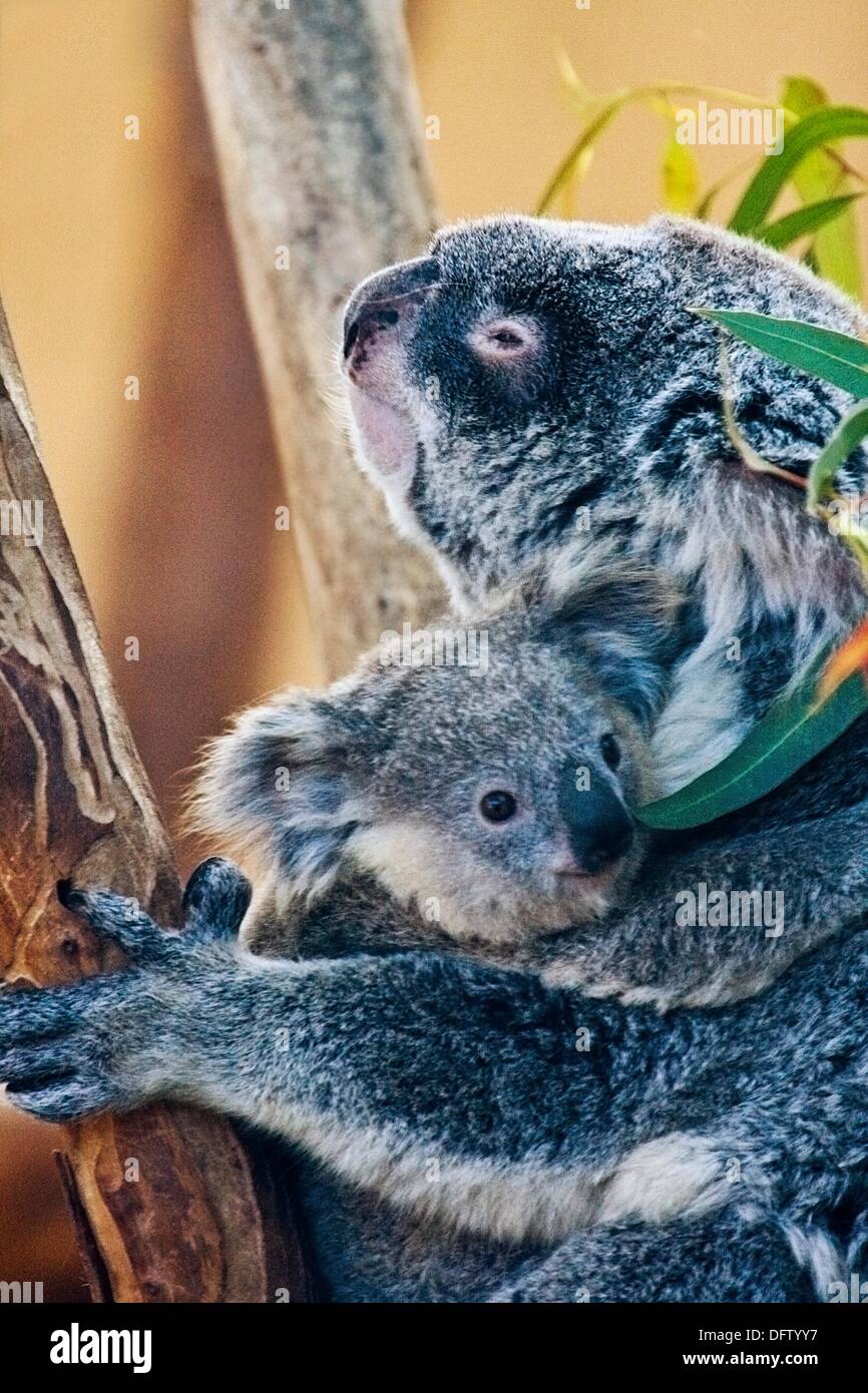 Koala joey hi-res stock photography and images - Alamy