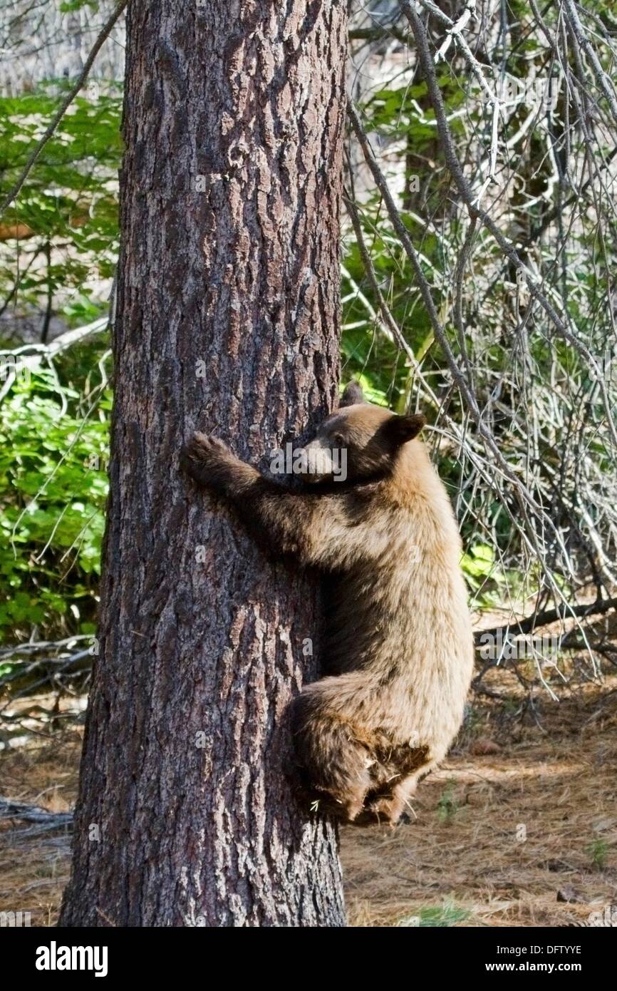 Hugging tree national park california hi-res stock photography and ...