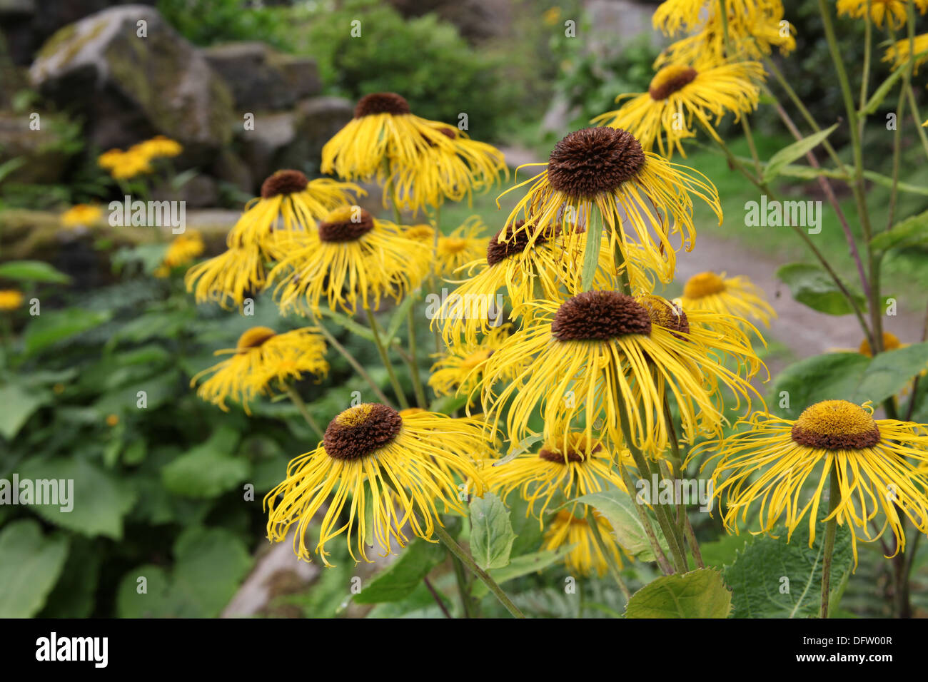 Yellow flowers on path with rocks Stock Photo - Alamy