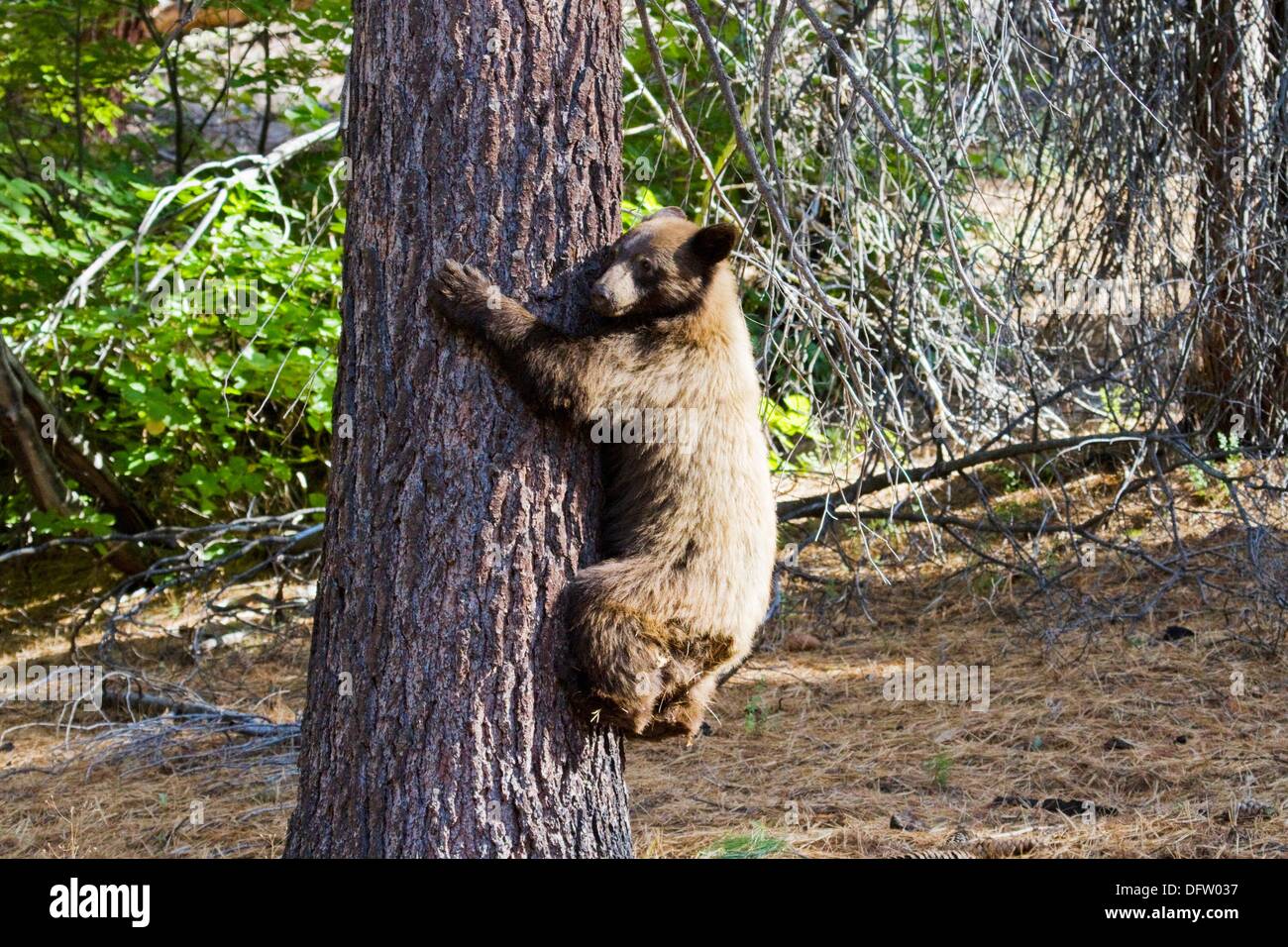 Bear hugging a tree hi-res stock photography and images - Alamy