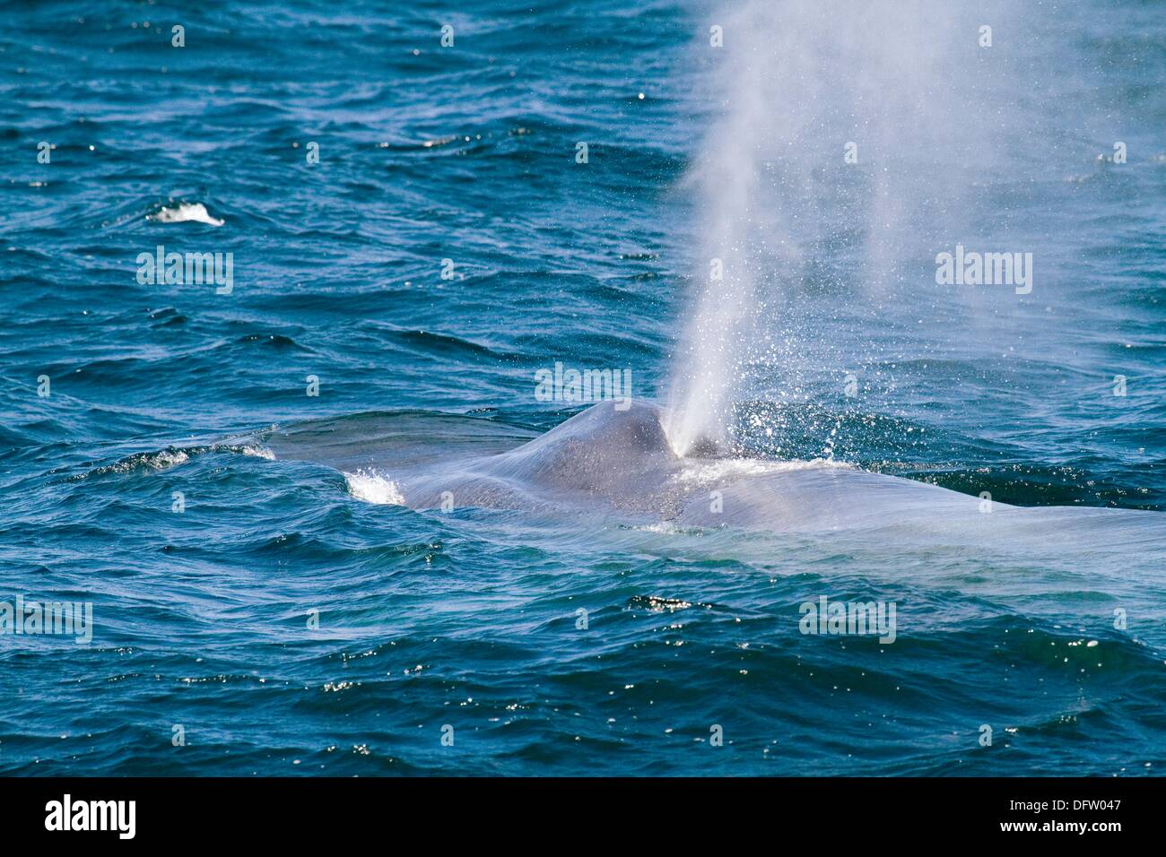 Whale spout hi-res stock photography and images - Alamy