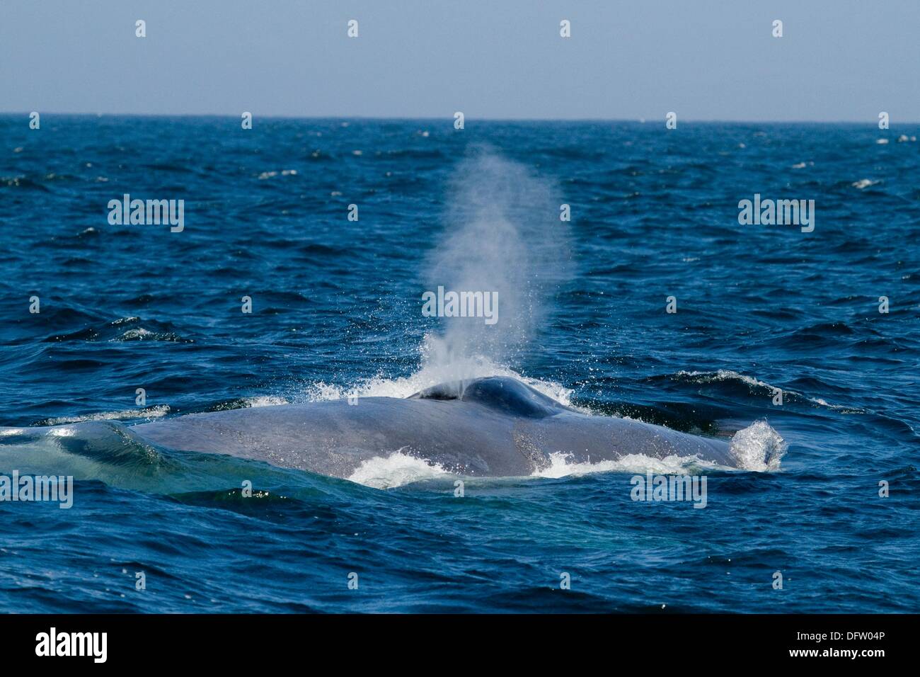 Whale spouts hi-res stock photography and images - Alamy