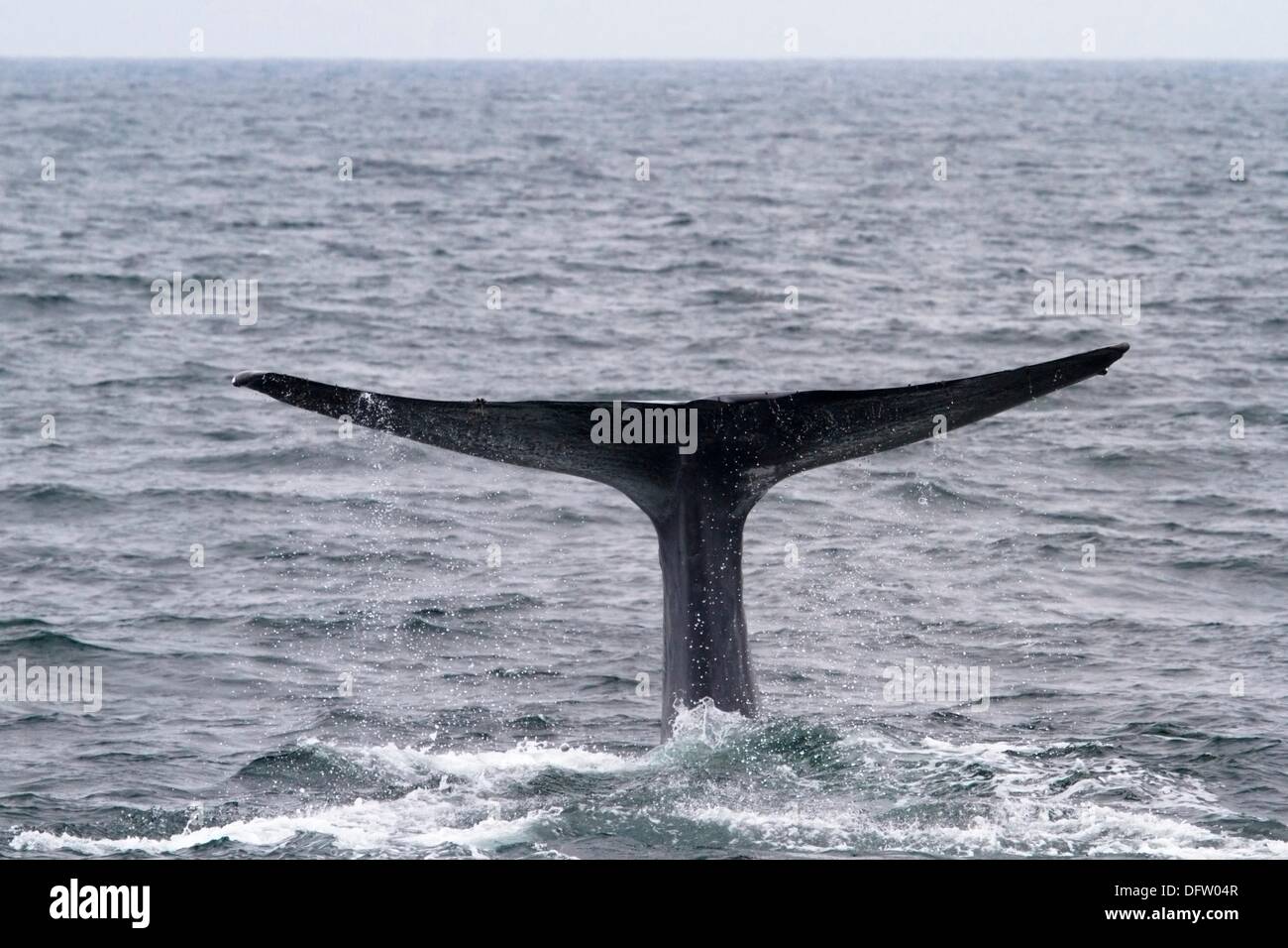 Santa barbara channel whale watching hi-res stock photography and ...
