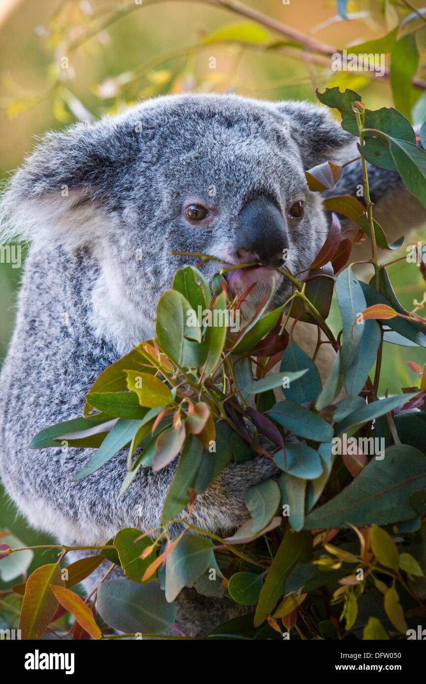 A Koala in a Eucalyptus tree eating Stock Photo - Alamy