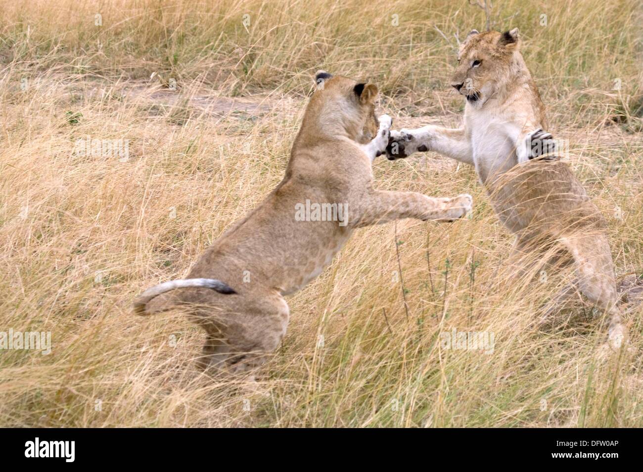 Lion cubs play in the Masai Mara Stock Photo - Alamy