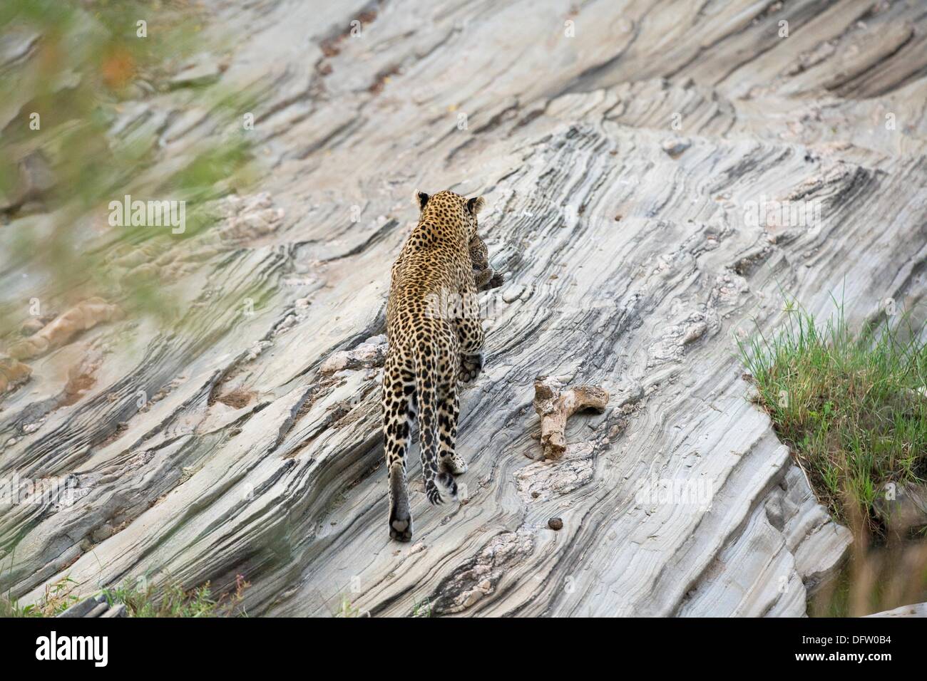 African leopard cub hi-res stock photography and images - Alamy