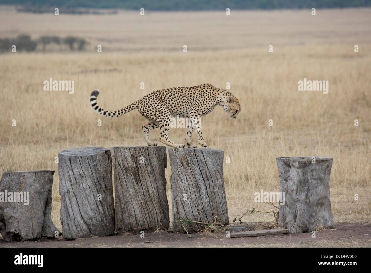 Cheetah Log High Resolution Stock Photography and Images - Alamy