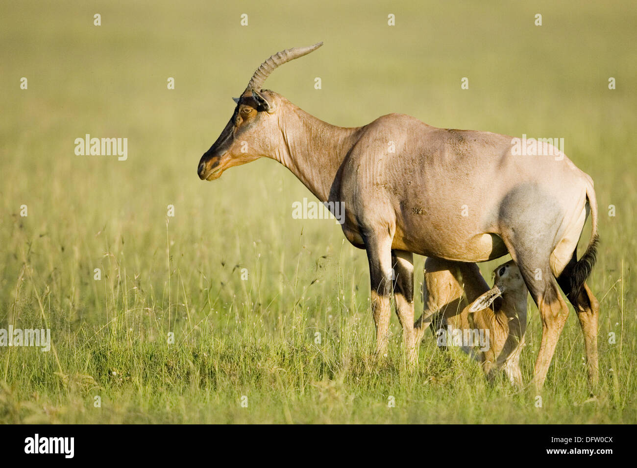 Female topi and calf hi-res stock photography and images - Alamy