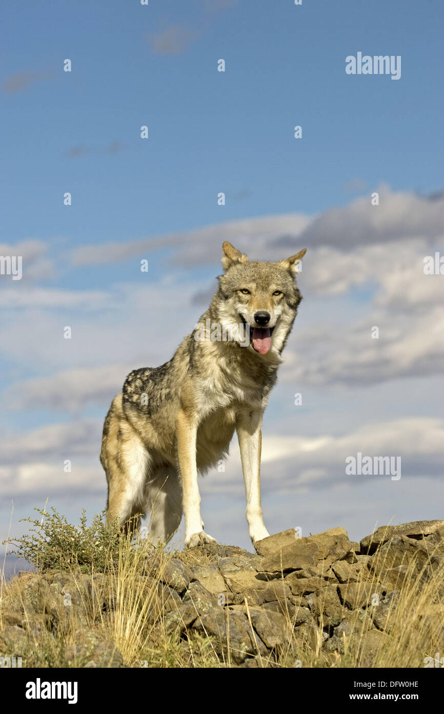 Wolf stand hi-res stock photography and images - Alamy