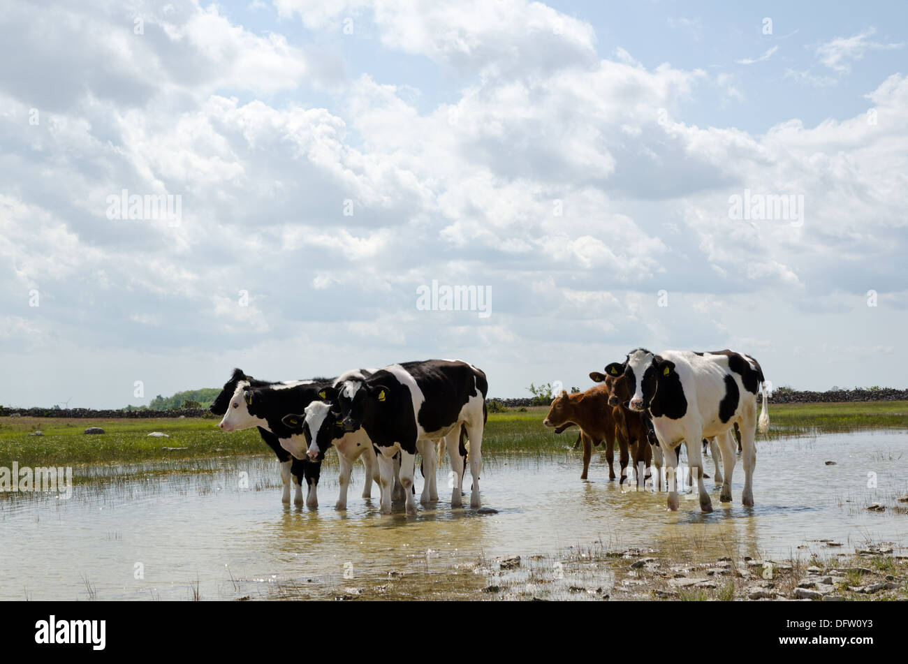 Water for the cows hi-res stock photography and images - Alamy