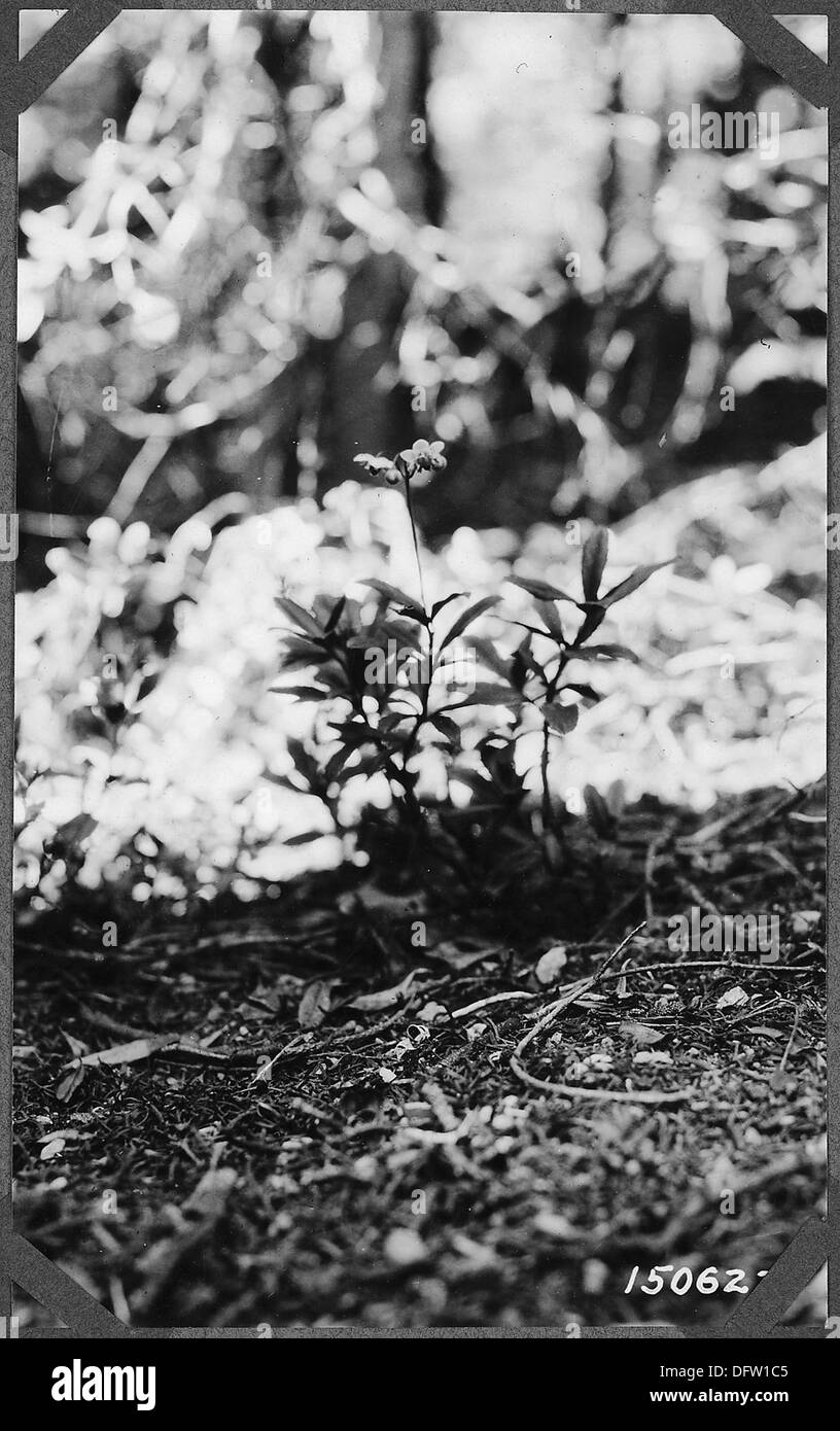 A photograph of Princess Pine, a plant species known for its ...