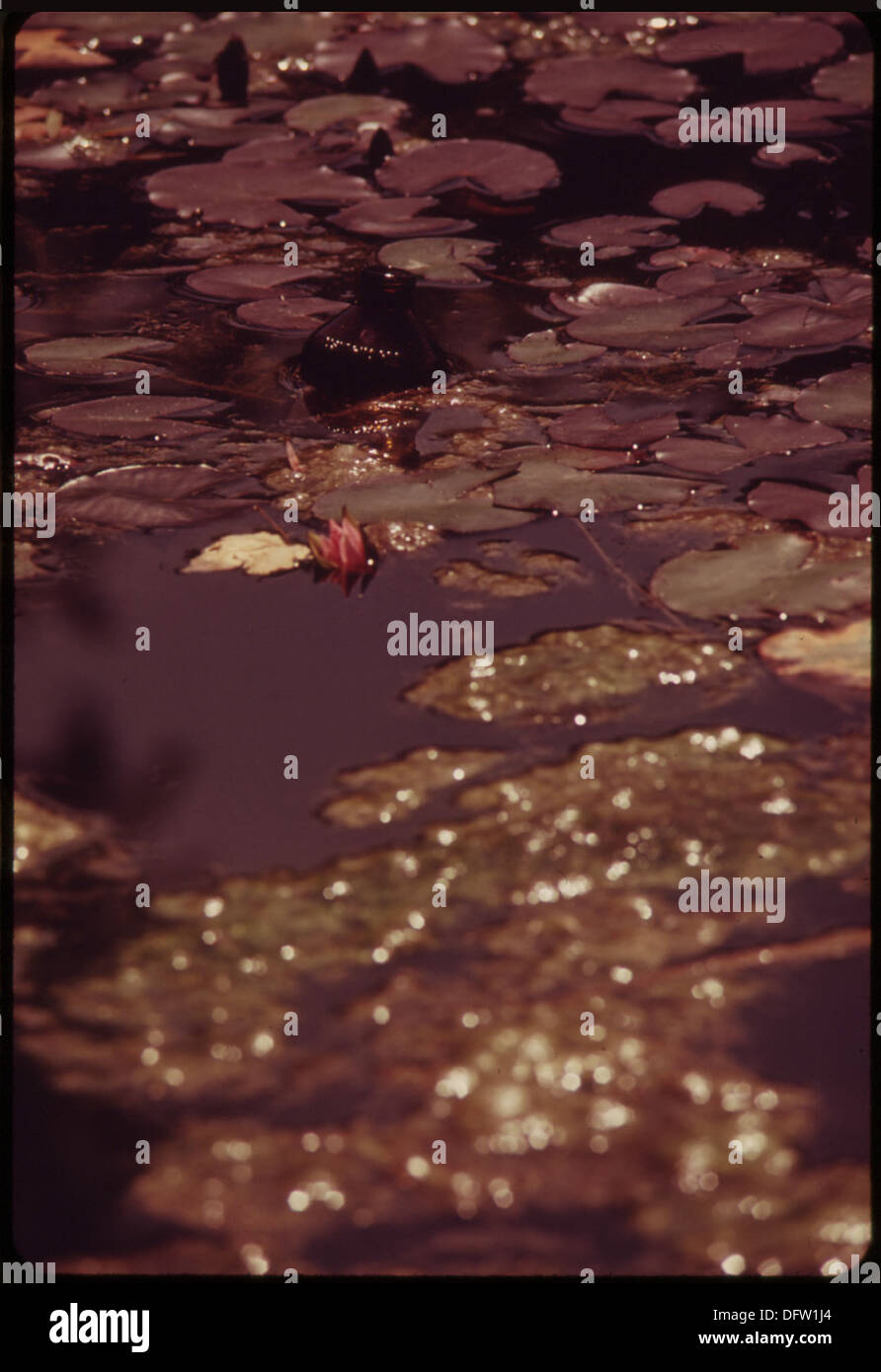 This photograph captures water lilies on the Wisconsin River at Merrill ...