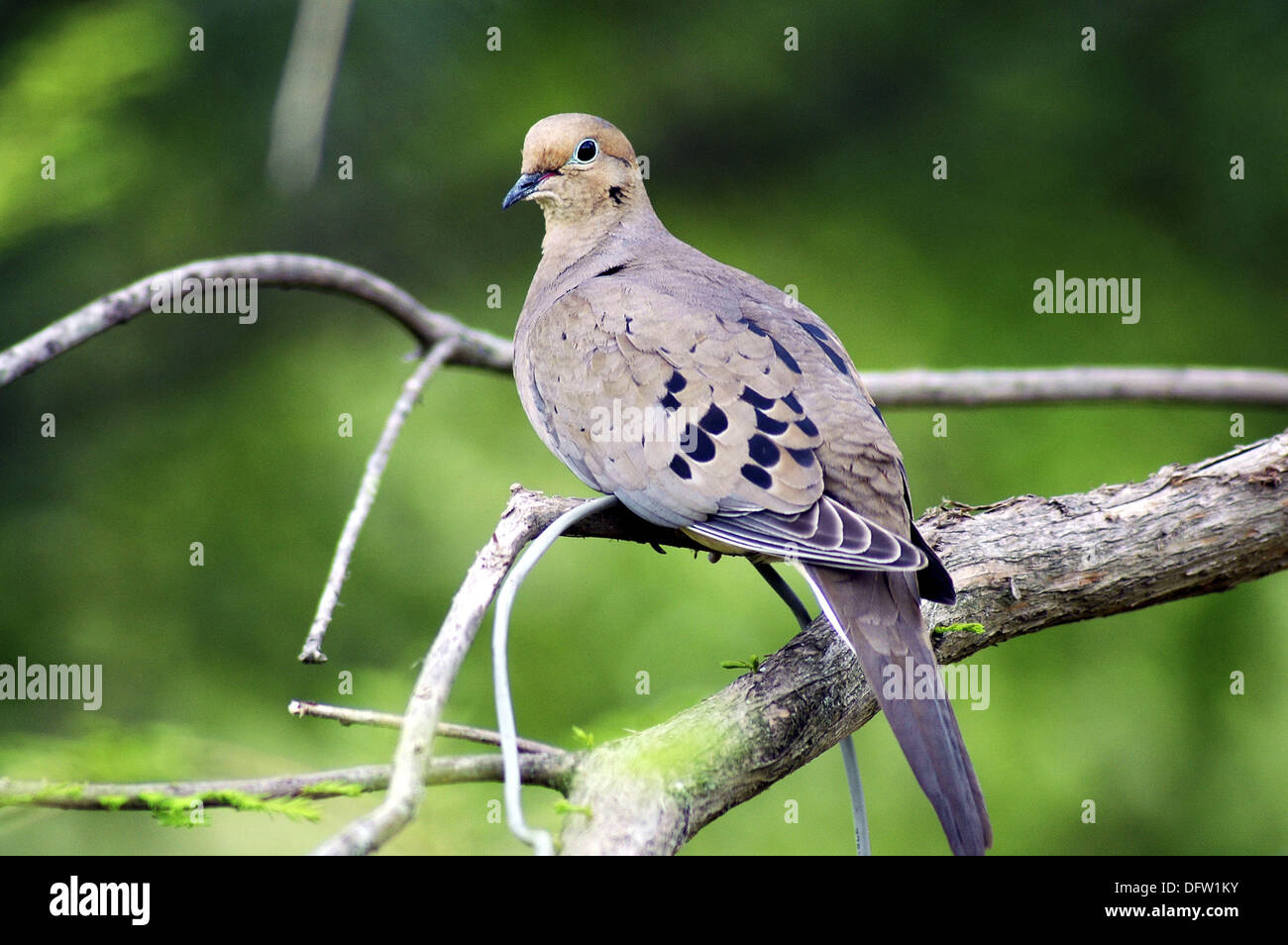 Difference Between Male And Female Mourning Dove