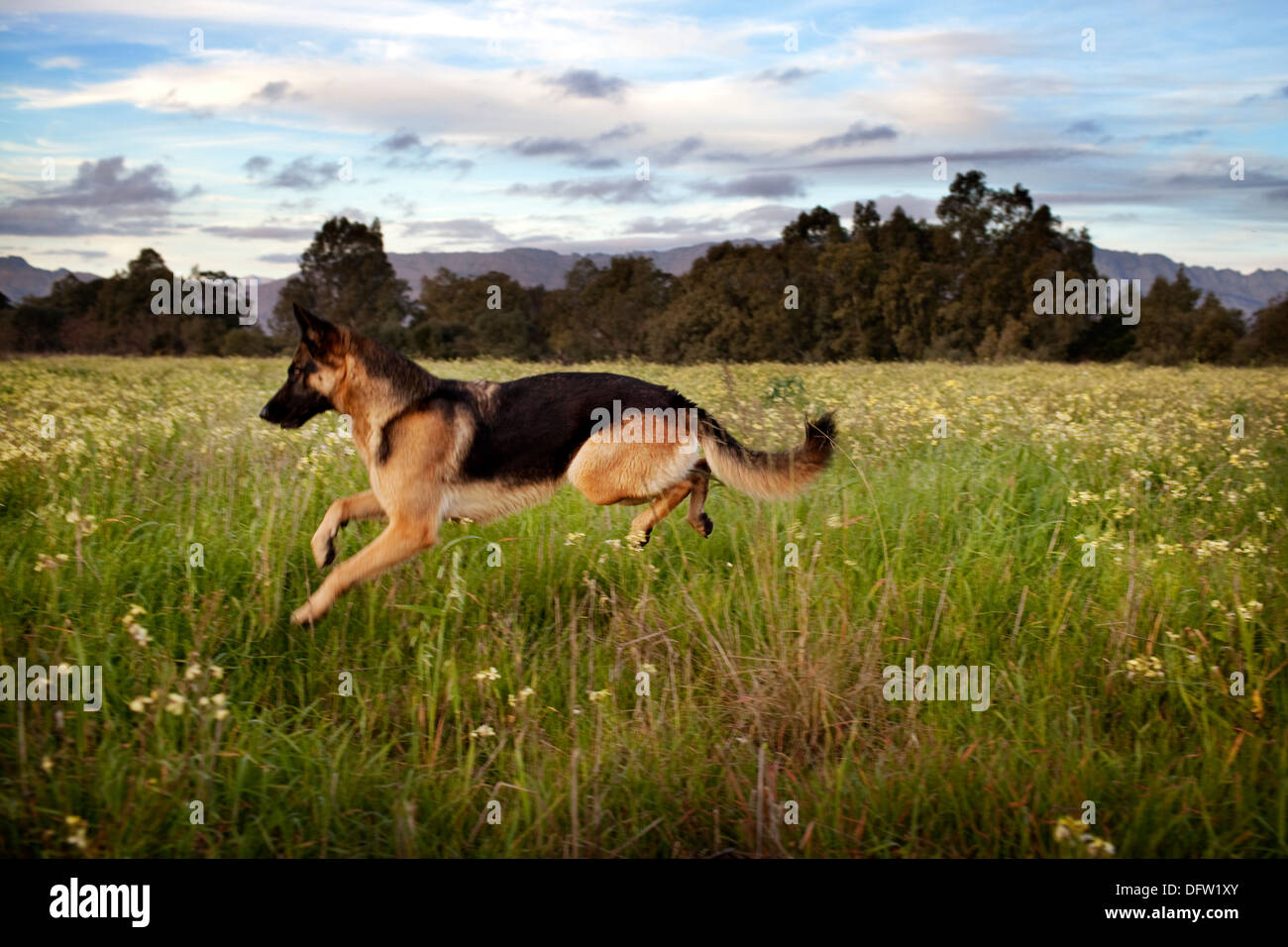 Why Does My Dog Chase Flies