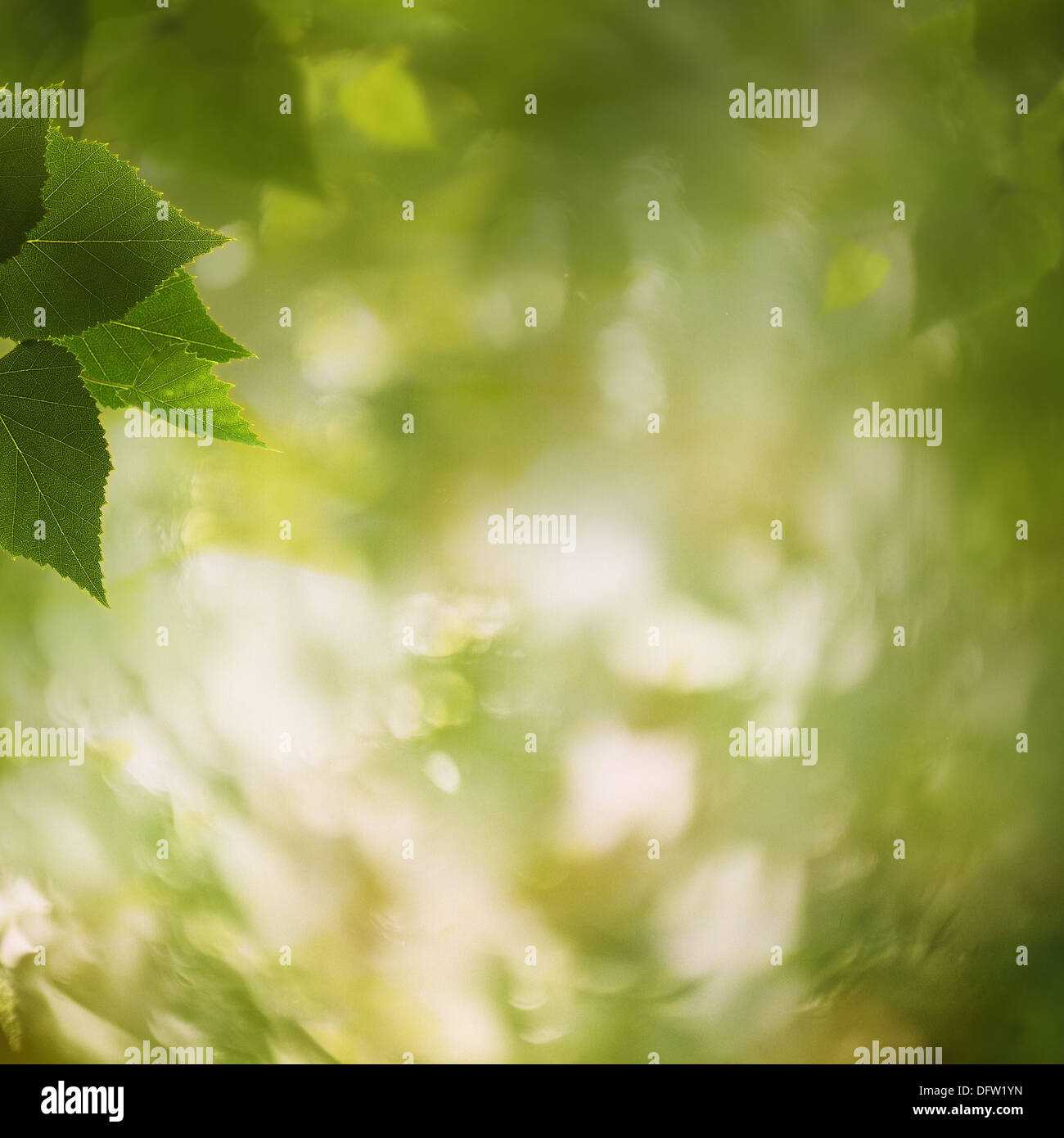 In the forest, abstract natural backgrounds for your design Stock Photo ...