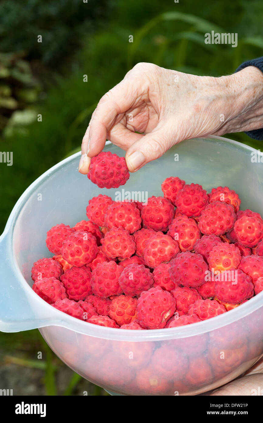 Hand sorting hi-res stock photography and images - Alamy