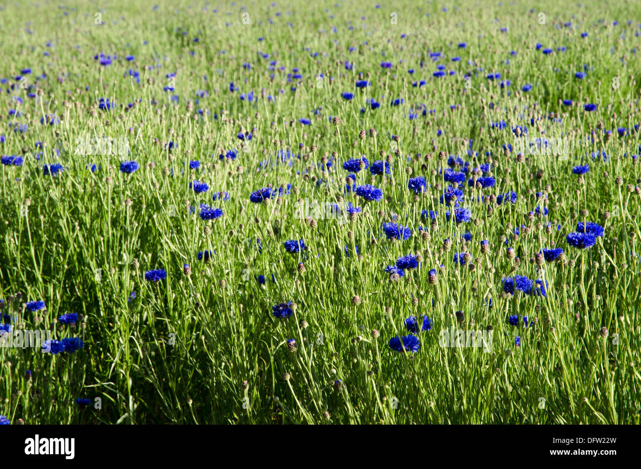 Cornflower field hi-res stock photography and images - Alamy