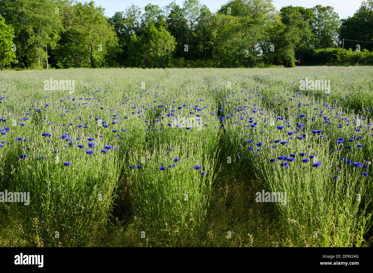 Row rows of flowers hi-res stock photography and images - Alamy