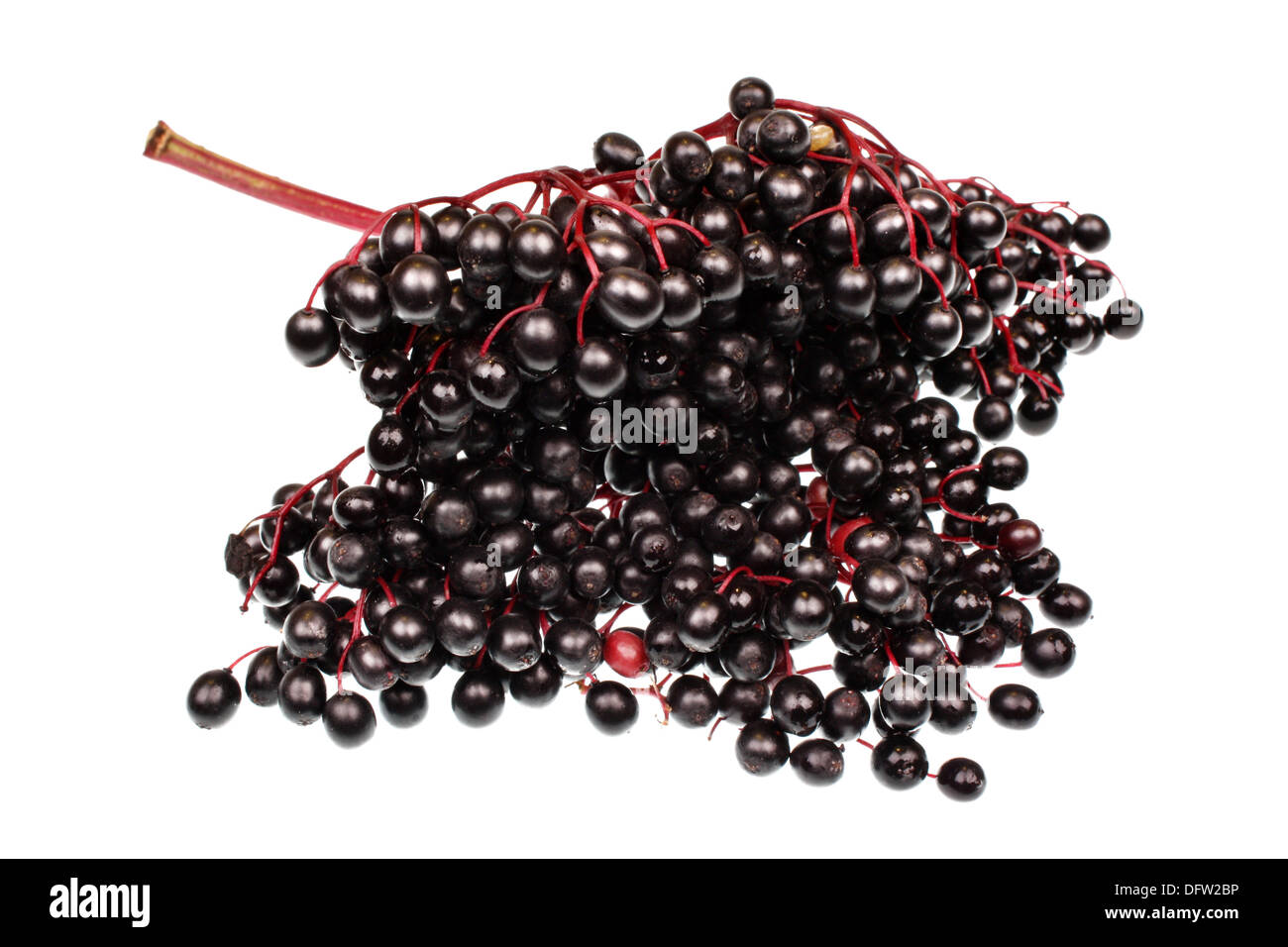 Elderberry branch isolated on white Stock Photo - Alamy
