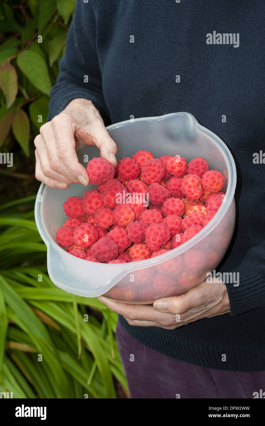 Sorting fruits hi-res stock photography and images - Alamy