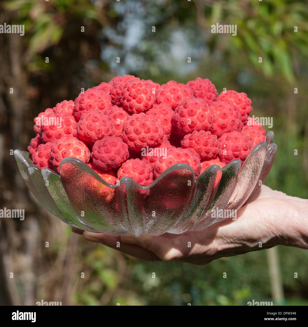 Cornus kousa fruits hi-res stock photography and images - Alamy