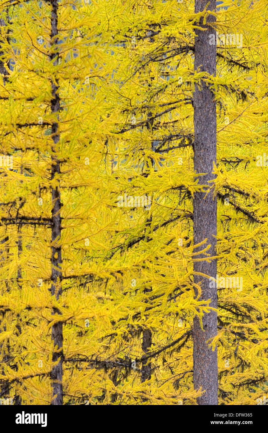 Western larch larix occidentalis hi-res stock photography and images ...