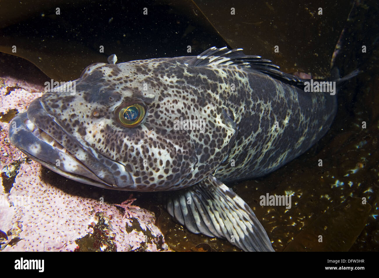 Ophiodon Elongatus High Resolution Stock Photography and Images - Alamy
