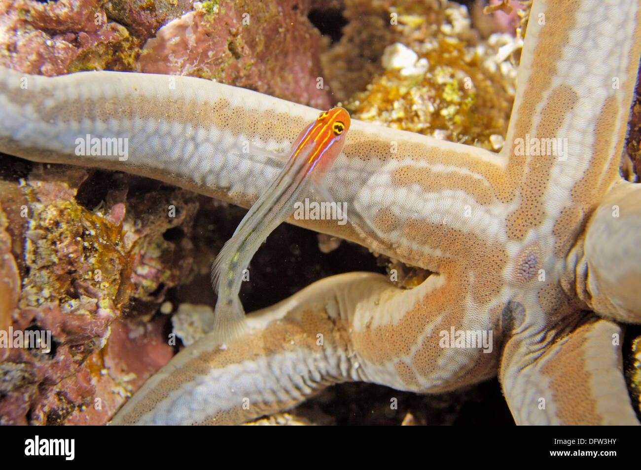 Tan star fish High Resolution Stock Photography and Images - Alamy