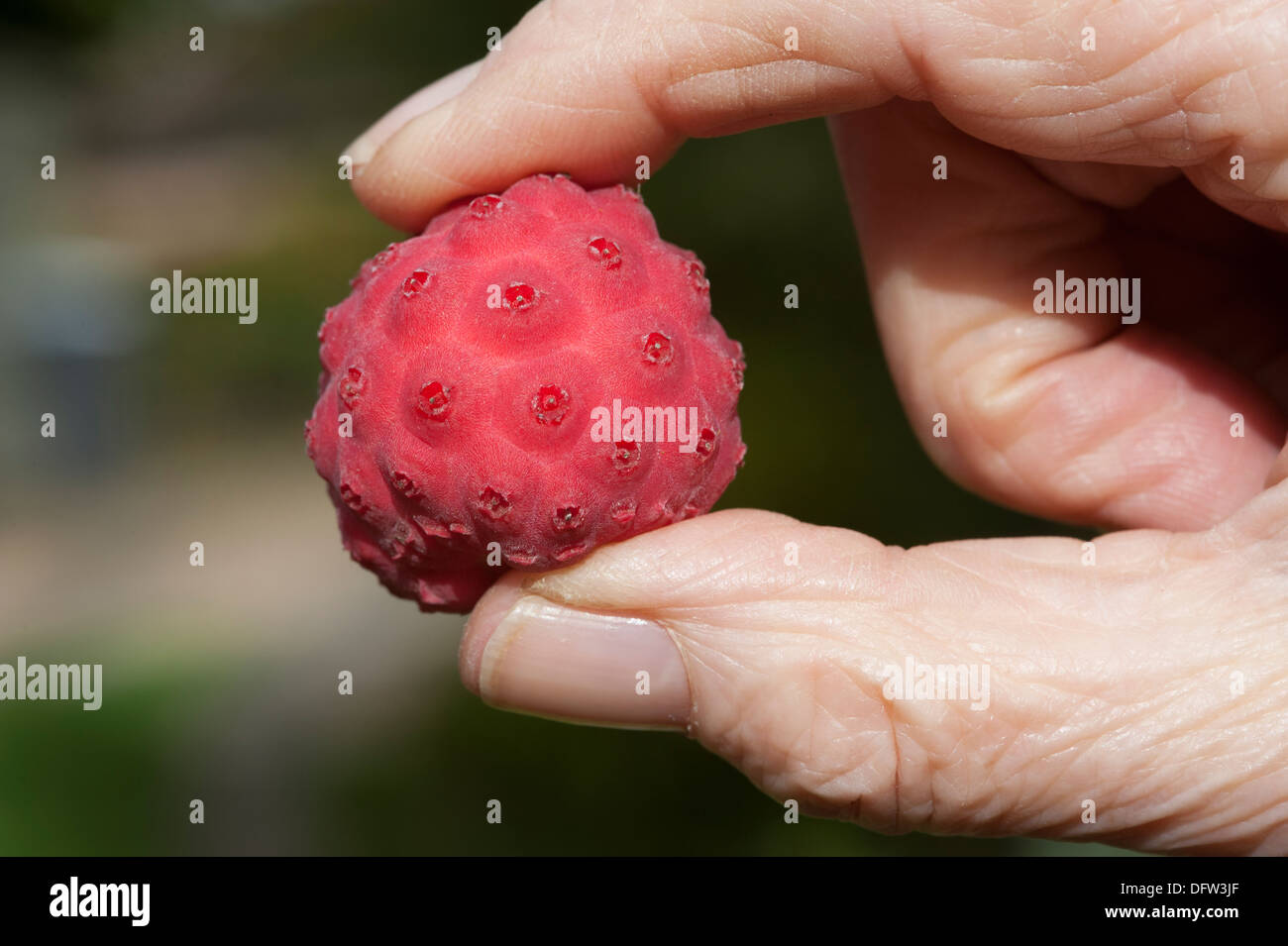Hand sorting hi-res stock photography and images - Alamy