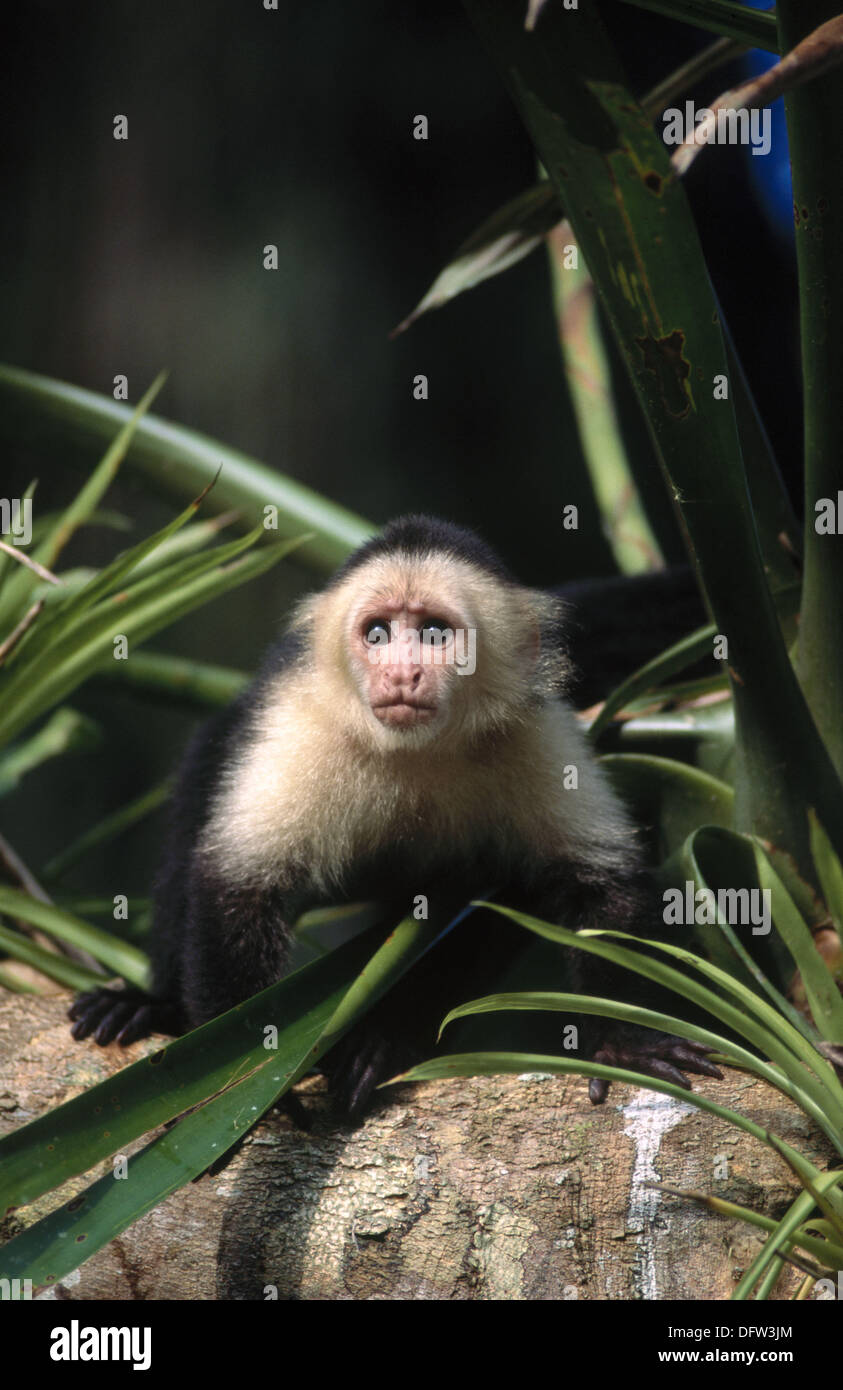 White faced sapajou hi-res stock photography and images - Alamy