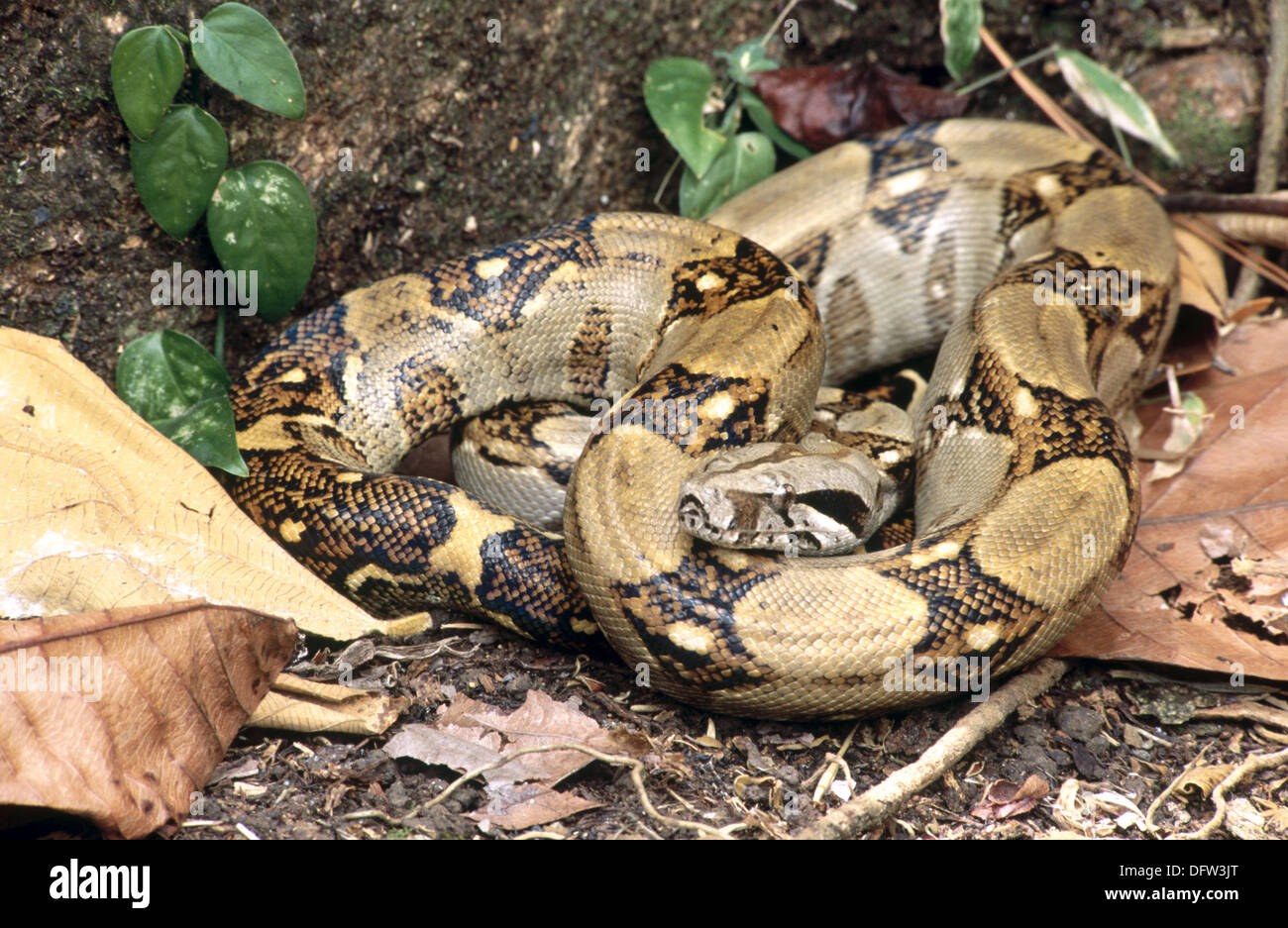 Boa boa constrictor darien rainforest hi-res stock photography and ...