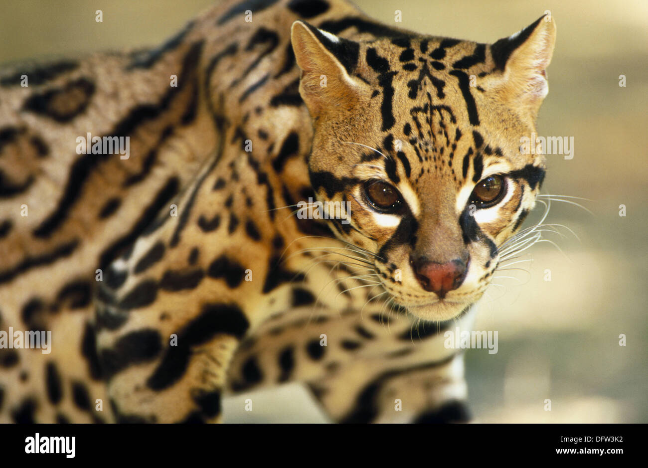 Ocelot leopardus pardalis portrait hi-res stock photography and images ...