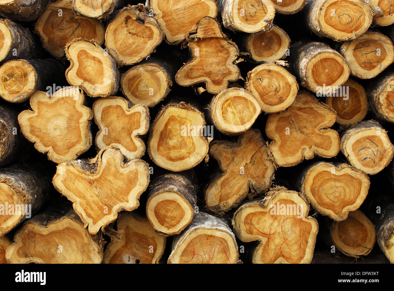 Teak tree panama hi-res stock photography and images - Alamy