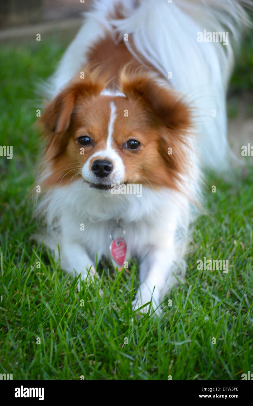 Pappillon dog hi-res stock photography and images - Alamy