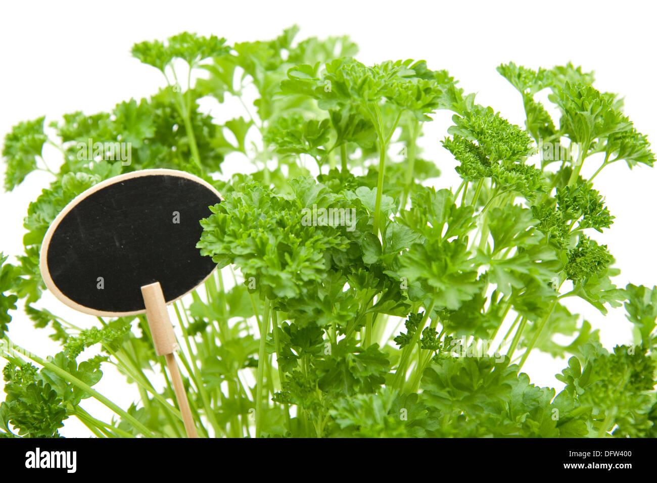 Fresh parsley with wooden sign Stock Photo - Alamy
